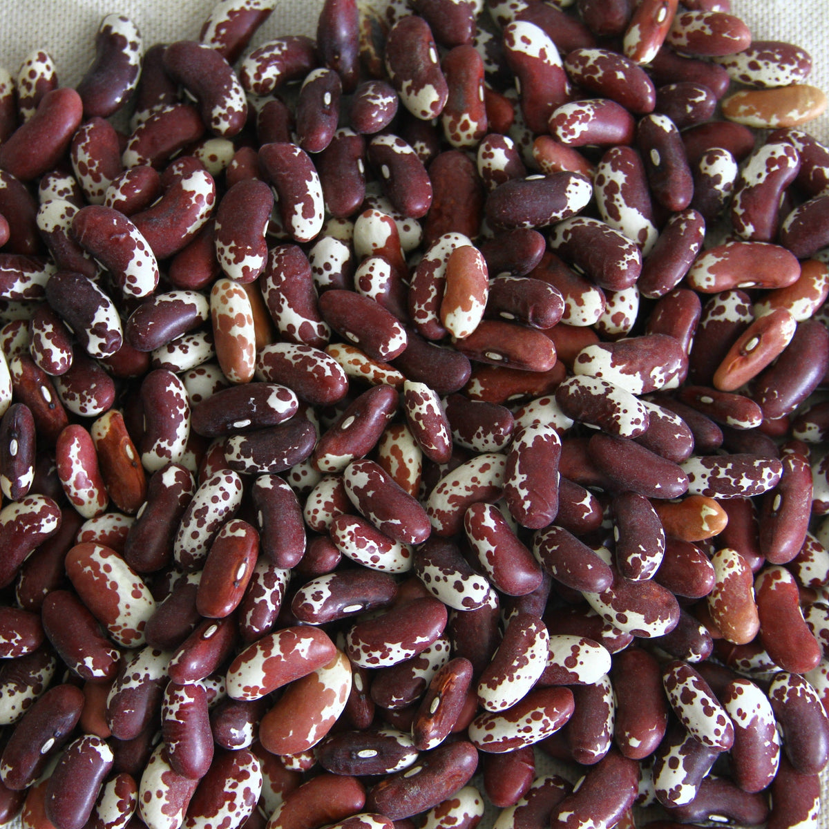 Jacob's Cattle Bean (Bush) – Homestead