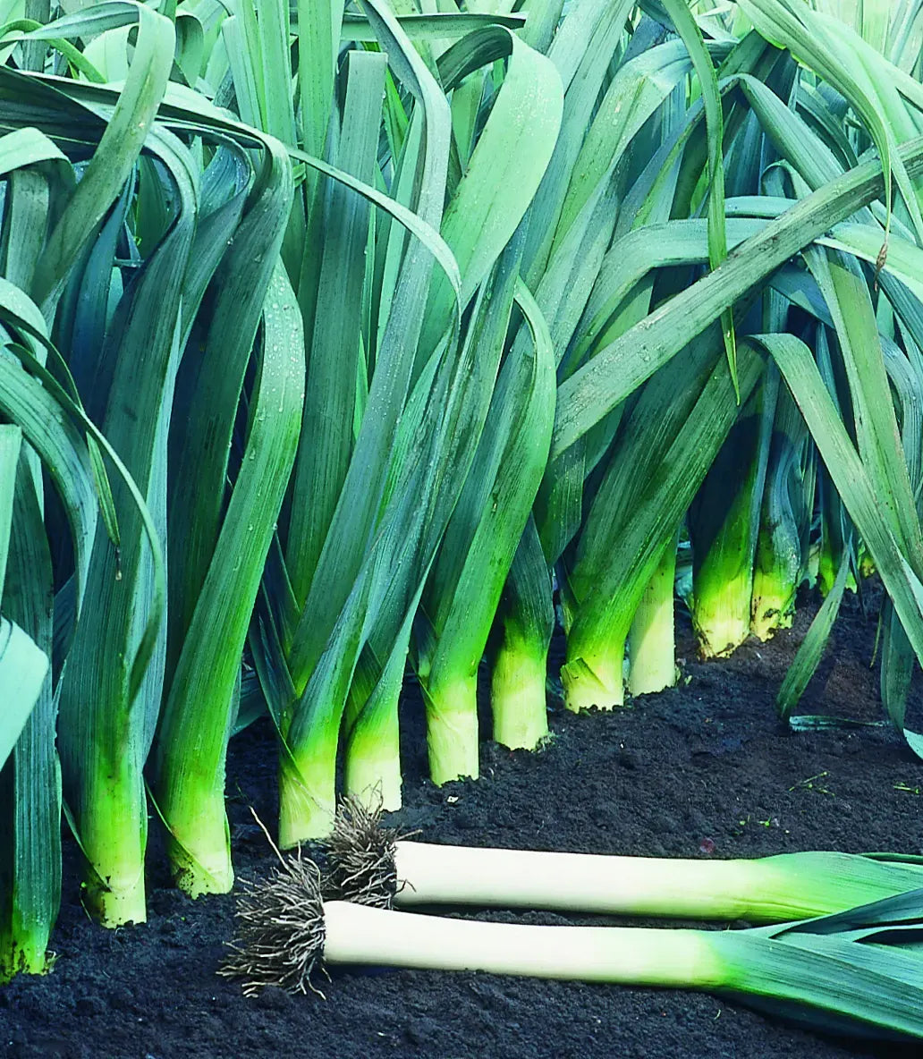 Large American Flag Leek – Homestead