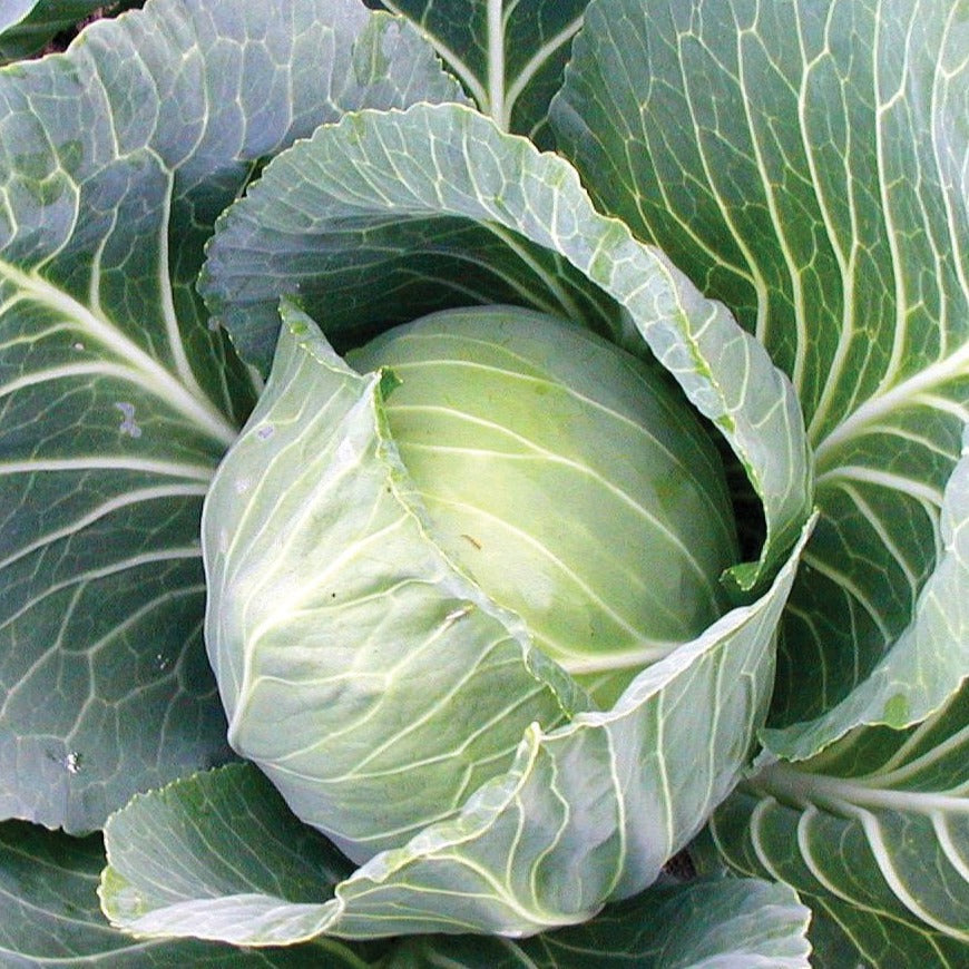 Late Flat Dutch Cabbage – Homestead