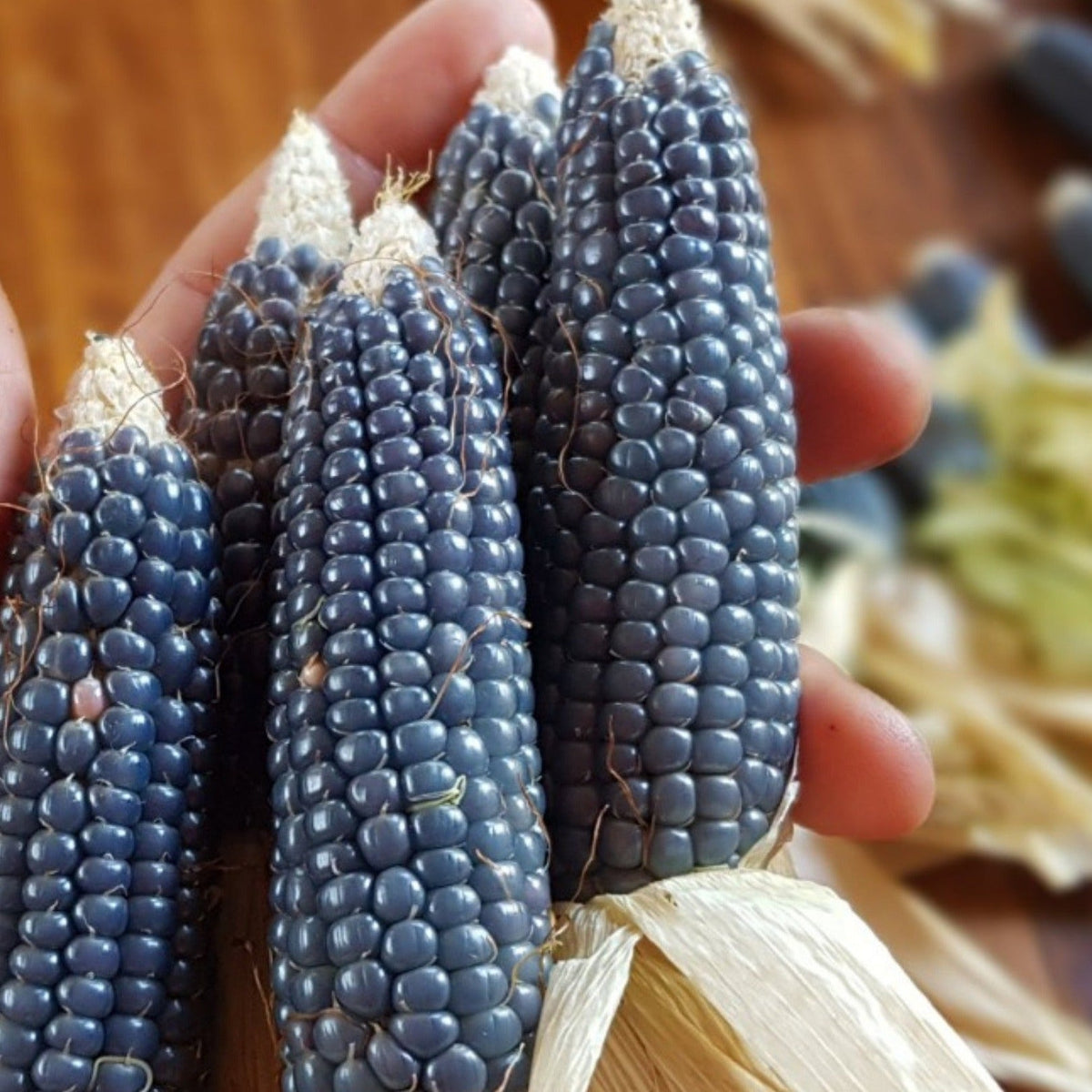 Miniature Blue Popcorn – Homestead