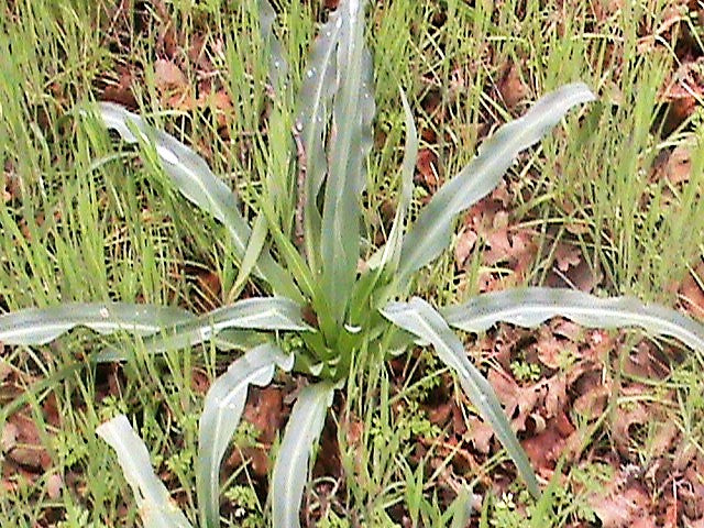 10 WAVY LEAFED SOAP PLANT California Soaproot Amole Lily Chlorogalum P ...