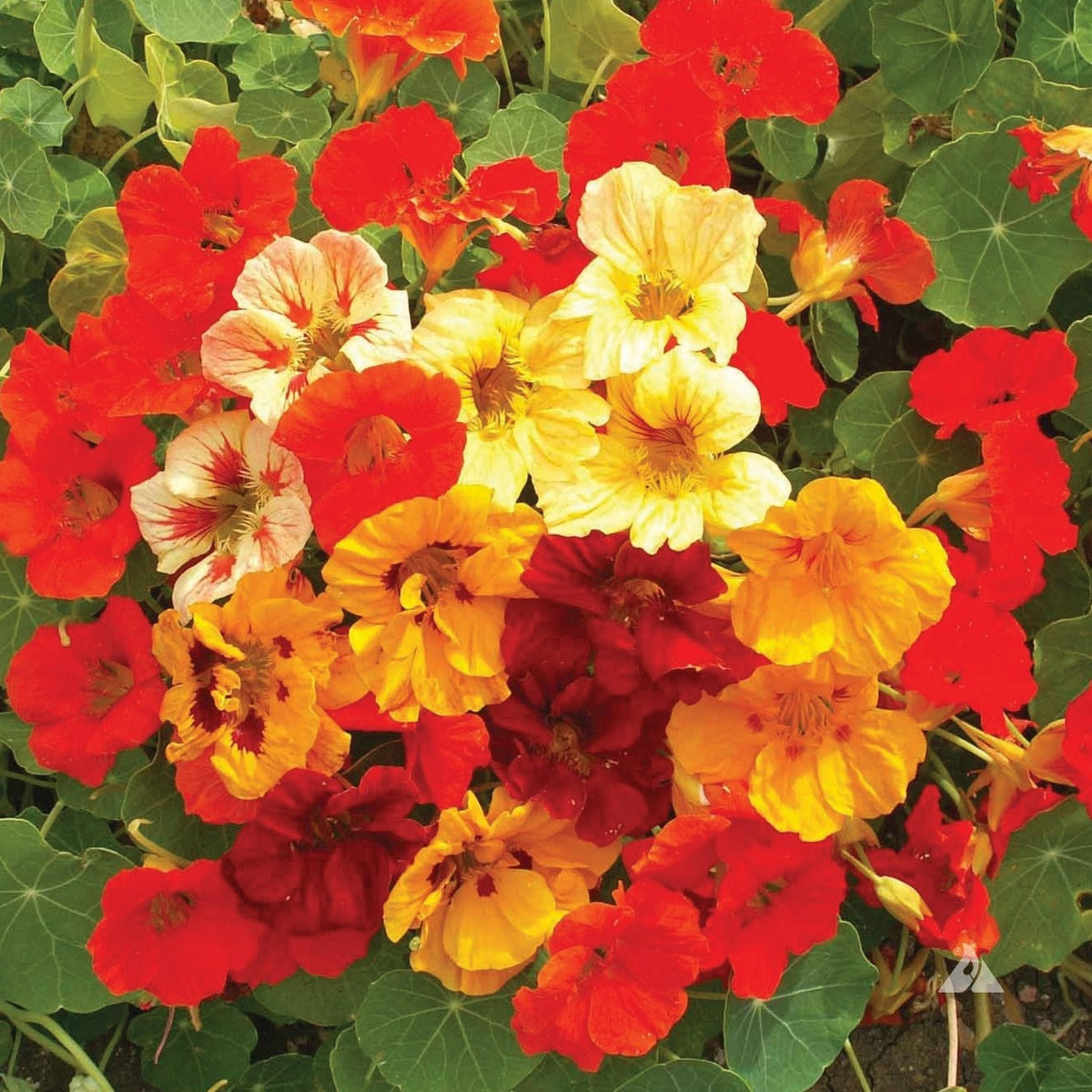 Jewel Mix Nasturtium – Homestead