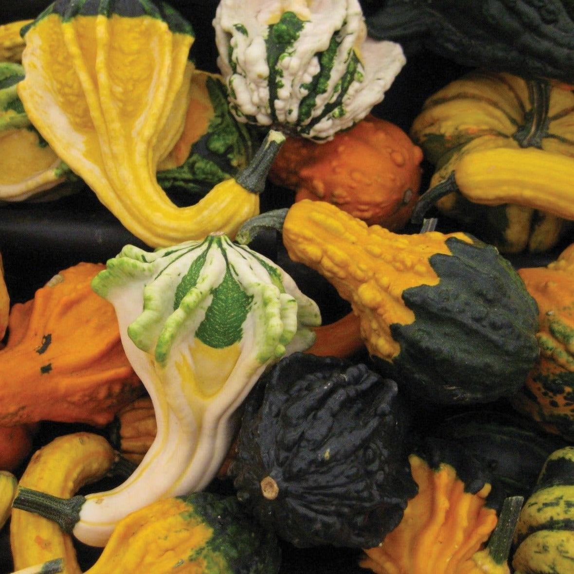 Cornucopia Gourd Mix – Homestead