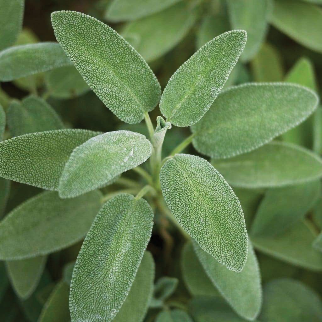 Broad Leaved Sage – Homestead