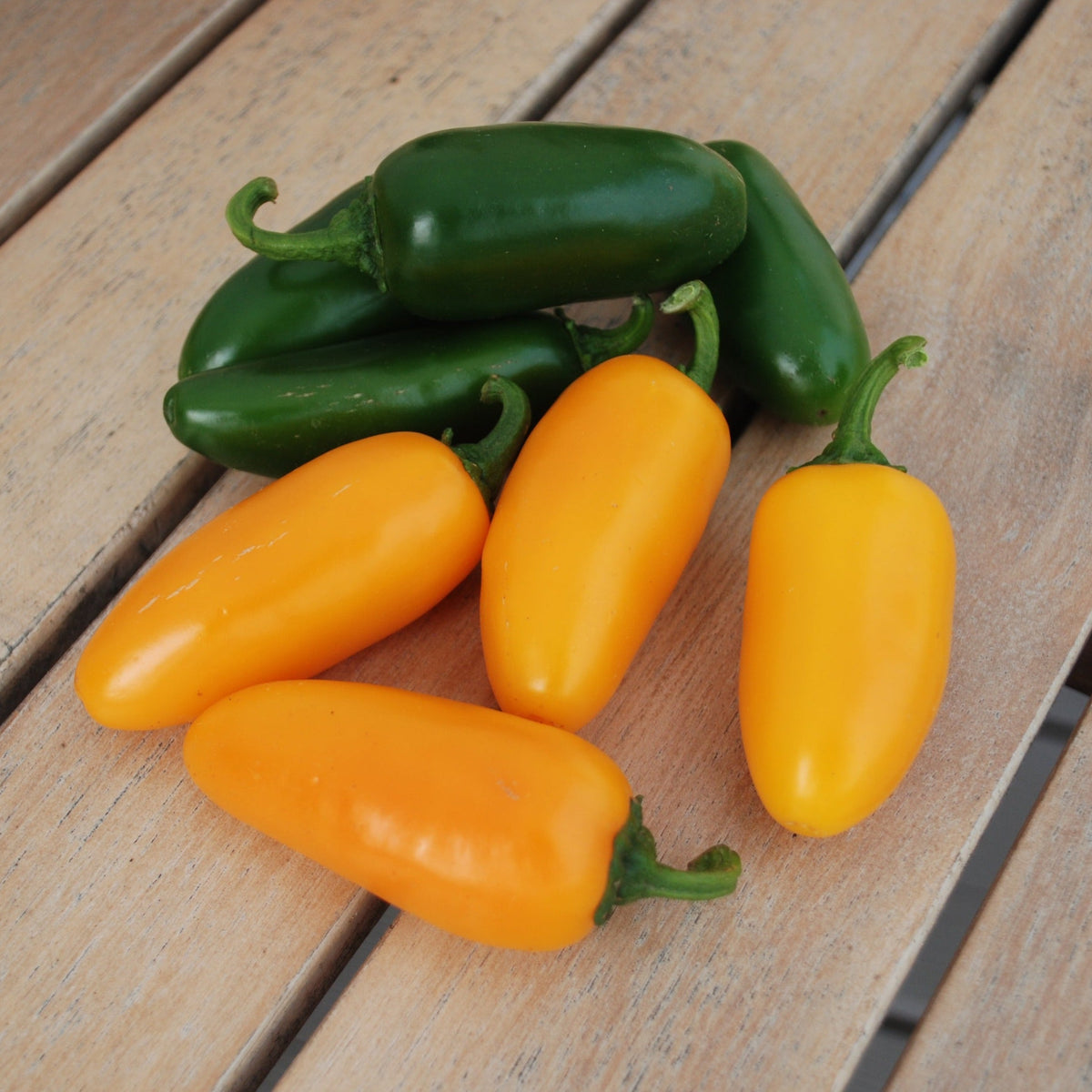 Pumpkin Spice Jalapeno Pepper – Homestead
