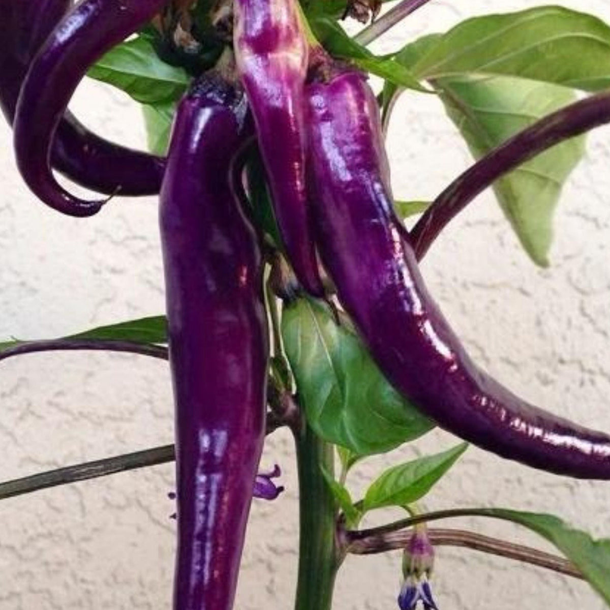 Cayenne Purple Pepper – Homestead