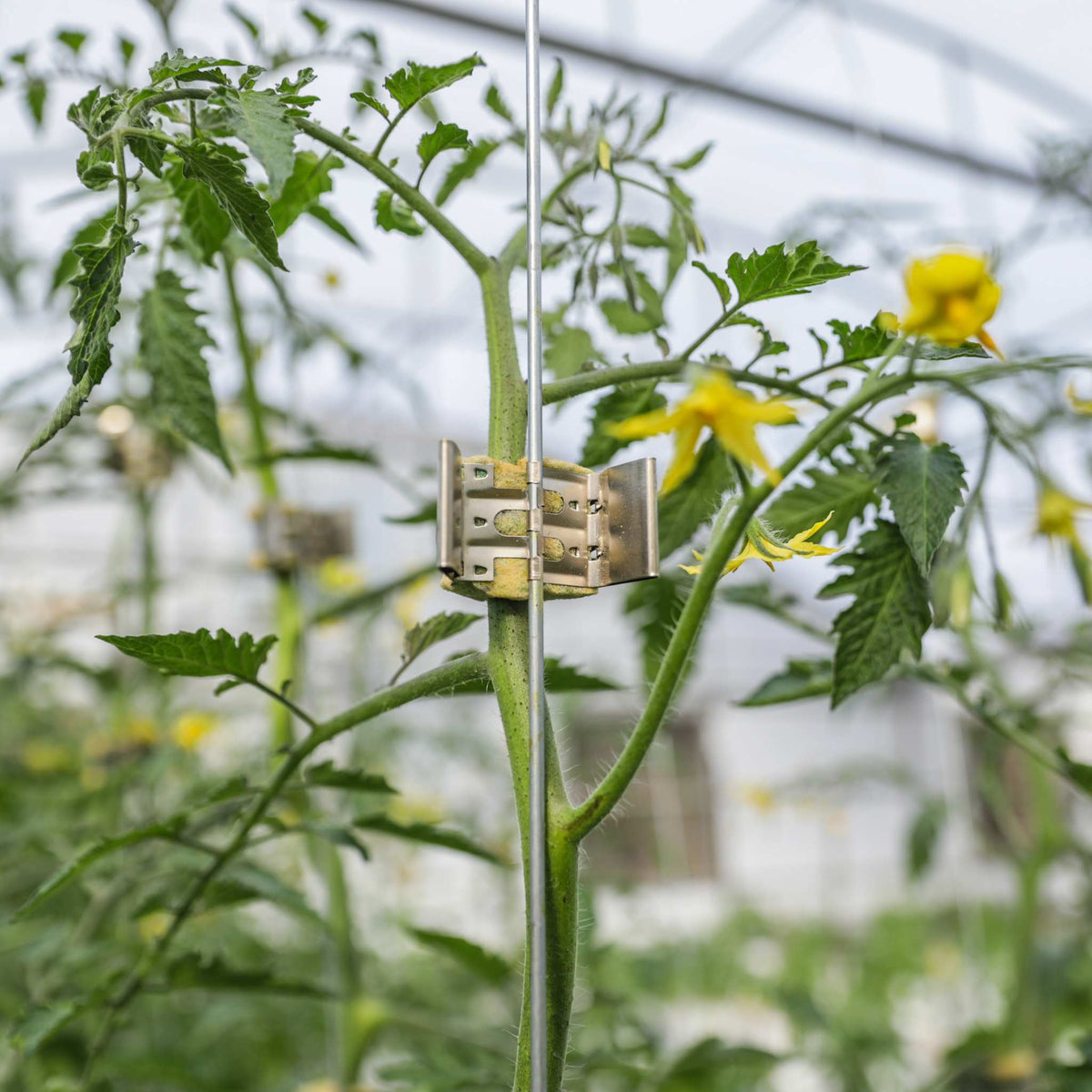 Qlipr Trellising System – Homestead