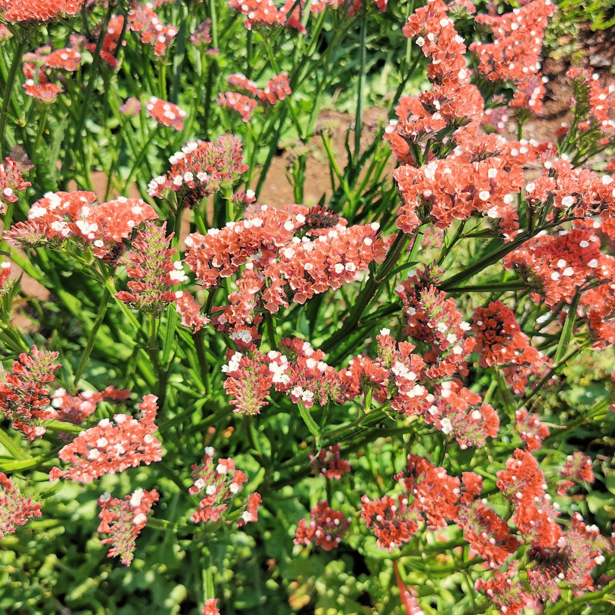 50 APRICOT BEAUTY STATICE Limonium Sinuatum Sea Lavender Flower Seeds ...