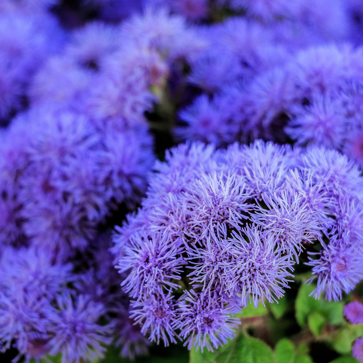 100 Dwarf BLUE MINK AGERATUM Houstonianum Fuzzy Double West Indies Flo ...