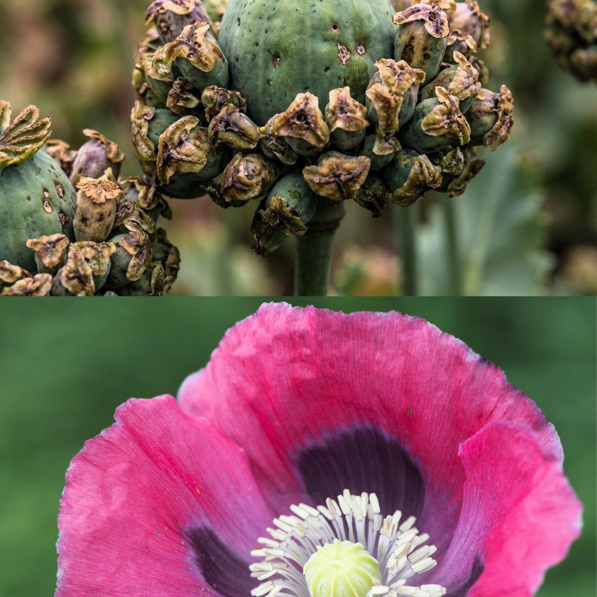 100 HENS and CHICKS Poppy Hens & Chickens Breadseed Lettuce Leaf Papav ...