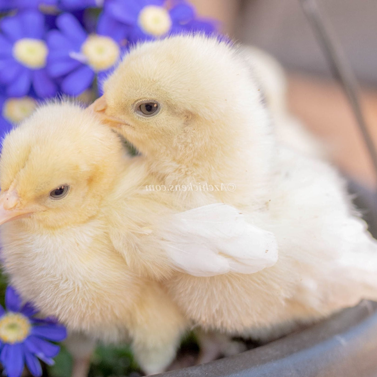 White American Bresse Chicks - Buy 10 + 5 Bonus Free (Unsexed, Shippin ...
