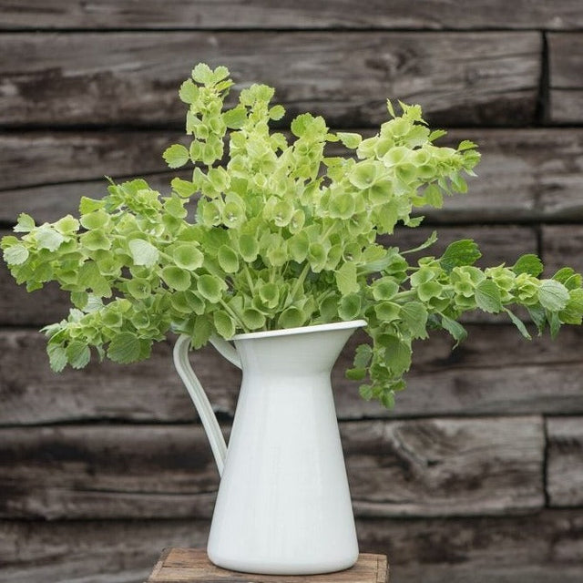 Bells of Ireland – Homestead