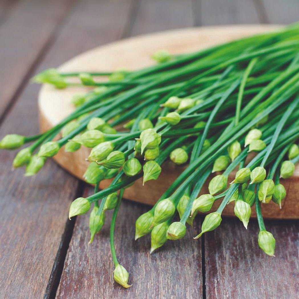 Garlic Chives – Homestead