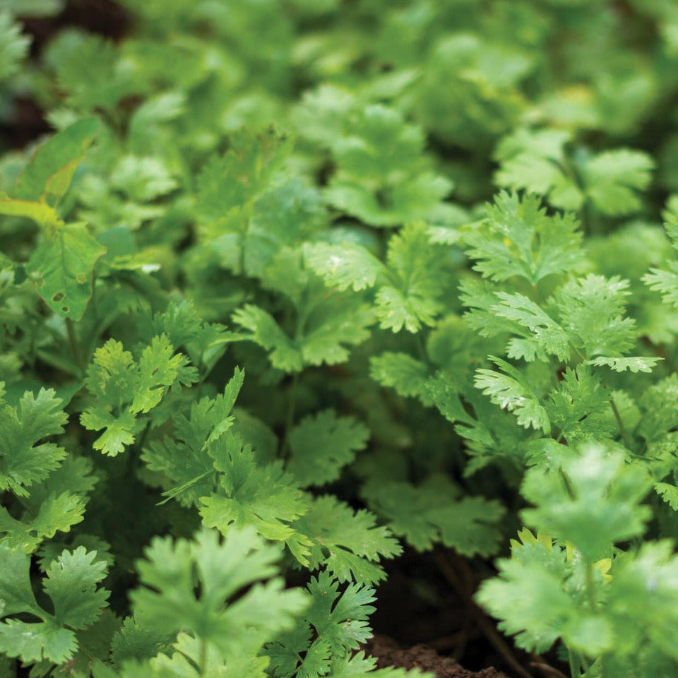 Leisure Splits Cilantro – Homestead