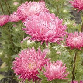 Jewelaster Rose Aster – Homestead