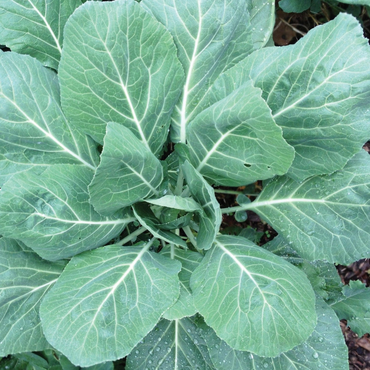 Champion Collards – Homestead
