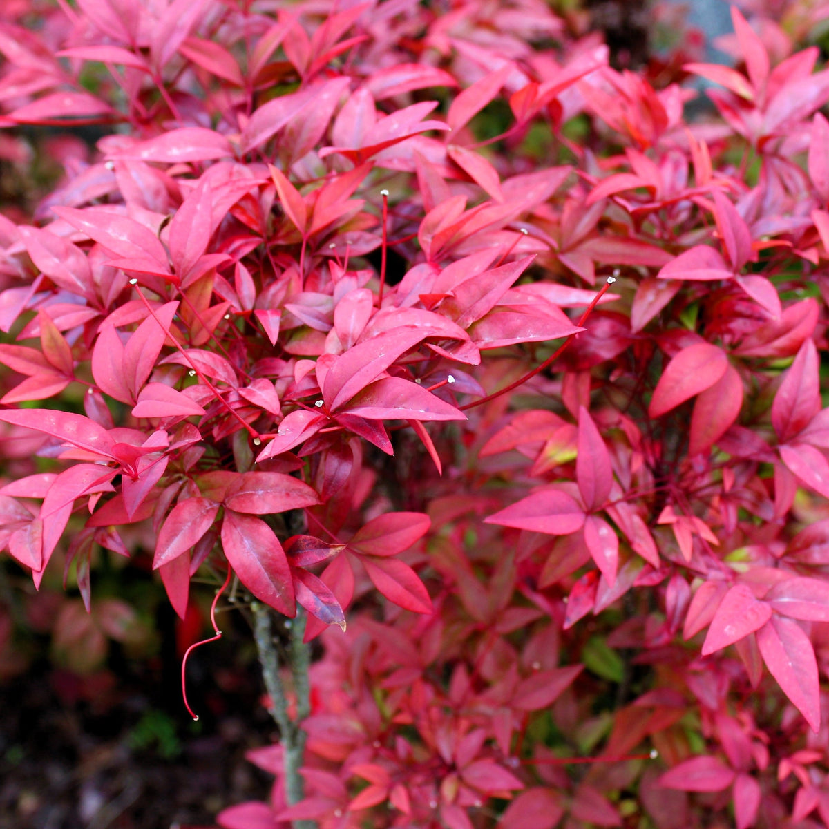 50 HEAVENLY BAMBOO Sacred Nandina Domestica Pink Red Sun Shade Shrub S ...