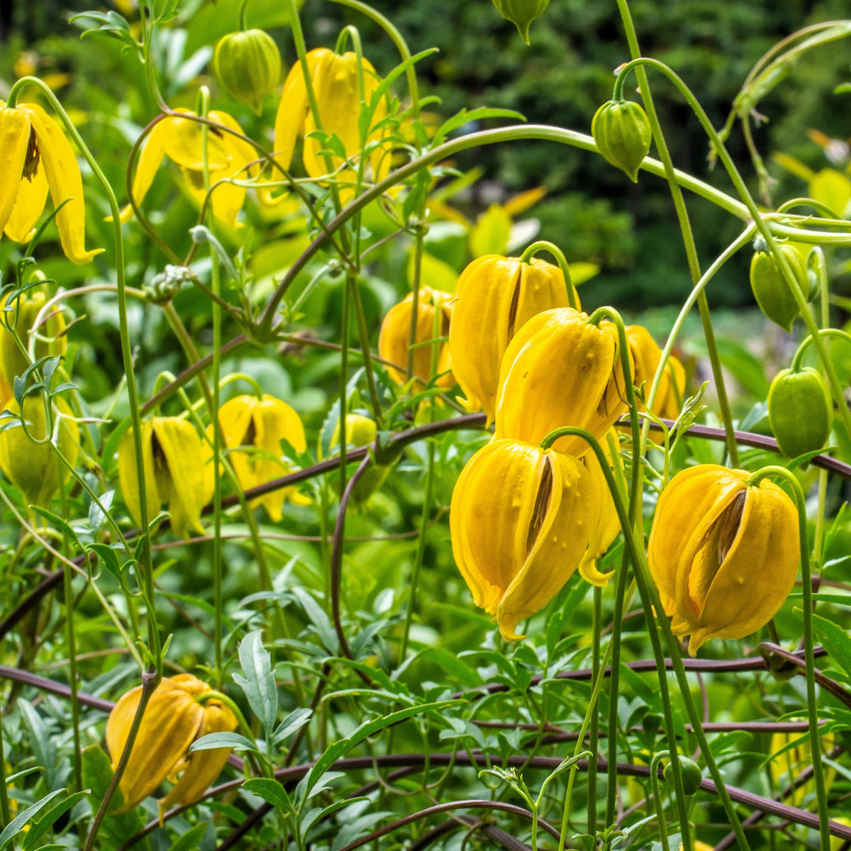 10 Yellow CLEMATIS RADAR LOVE Vine Climber Clematis Tangutica Flower S ...
