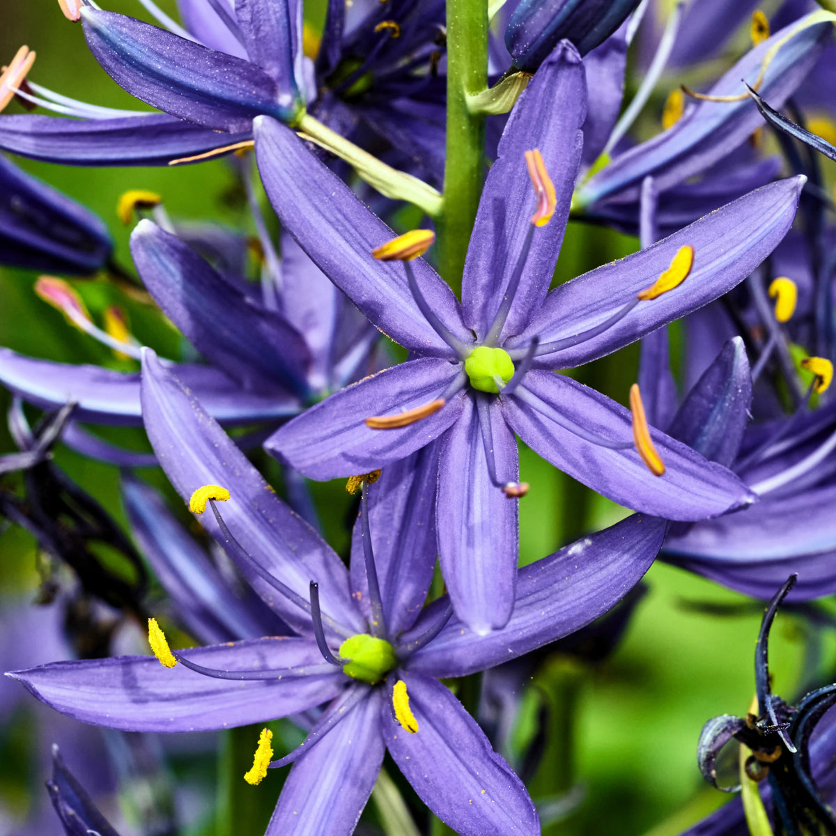30 BLUE CAMAS Camass Lily Wild Indian Hyacinth Camassia Quamash Flower ...