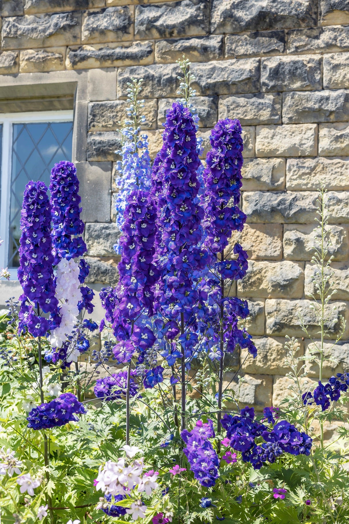 100 ROCKET LARKSPUR DELPHINIUM Consolida Giant Imperial Mixed Colors F ...