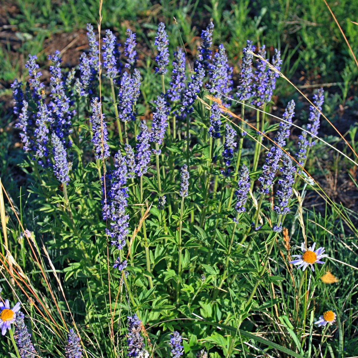 250 JAPANESE CATNIP Herb Purple Flower Jing Jie Schizonepeta Tenuifoli ...