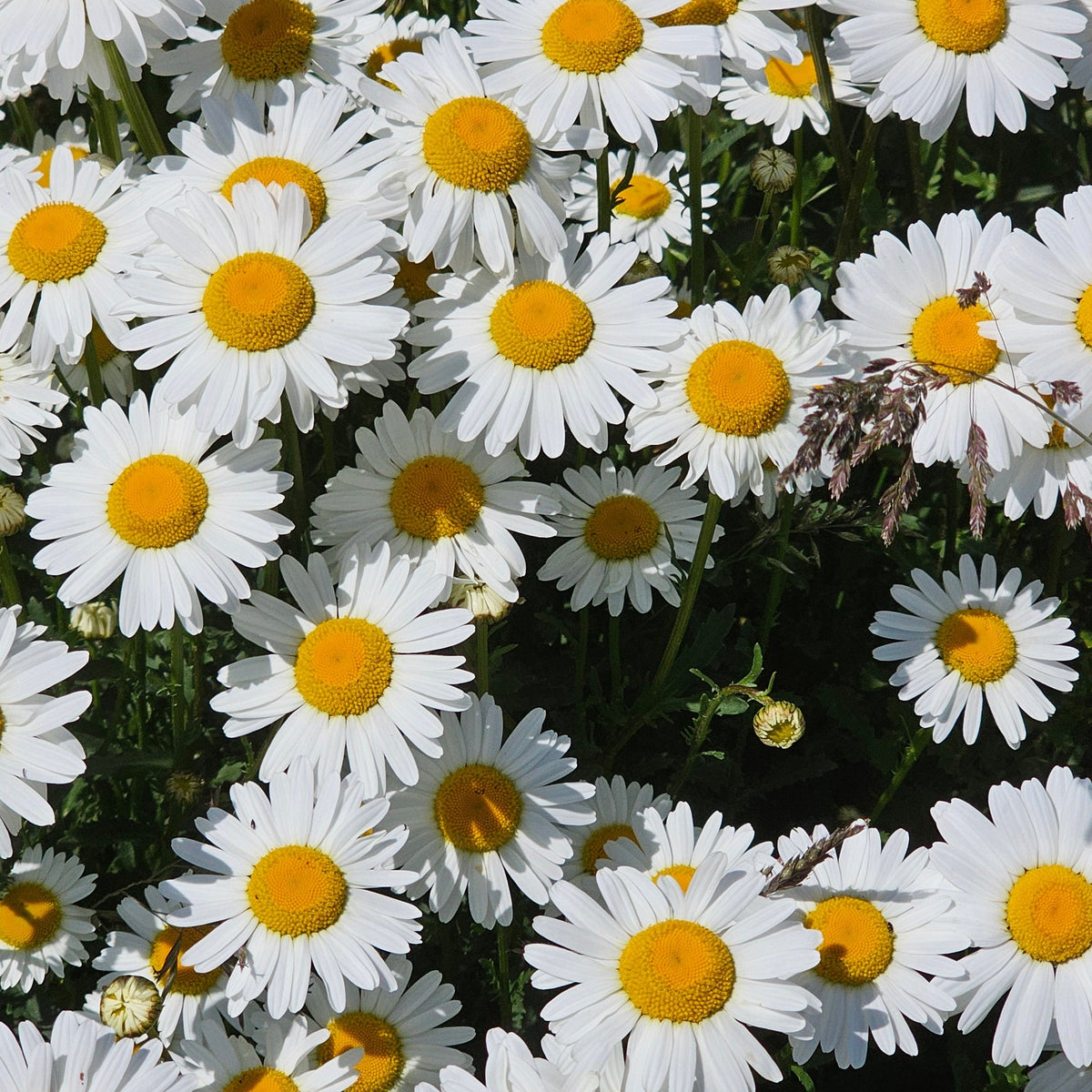 1000 DWARF White SHASTA DAISY Chrysanthemum Maximum Flower Seeds ...